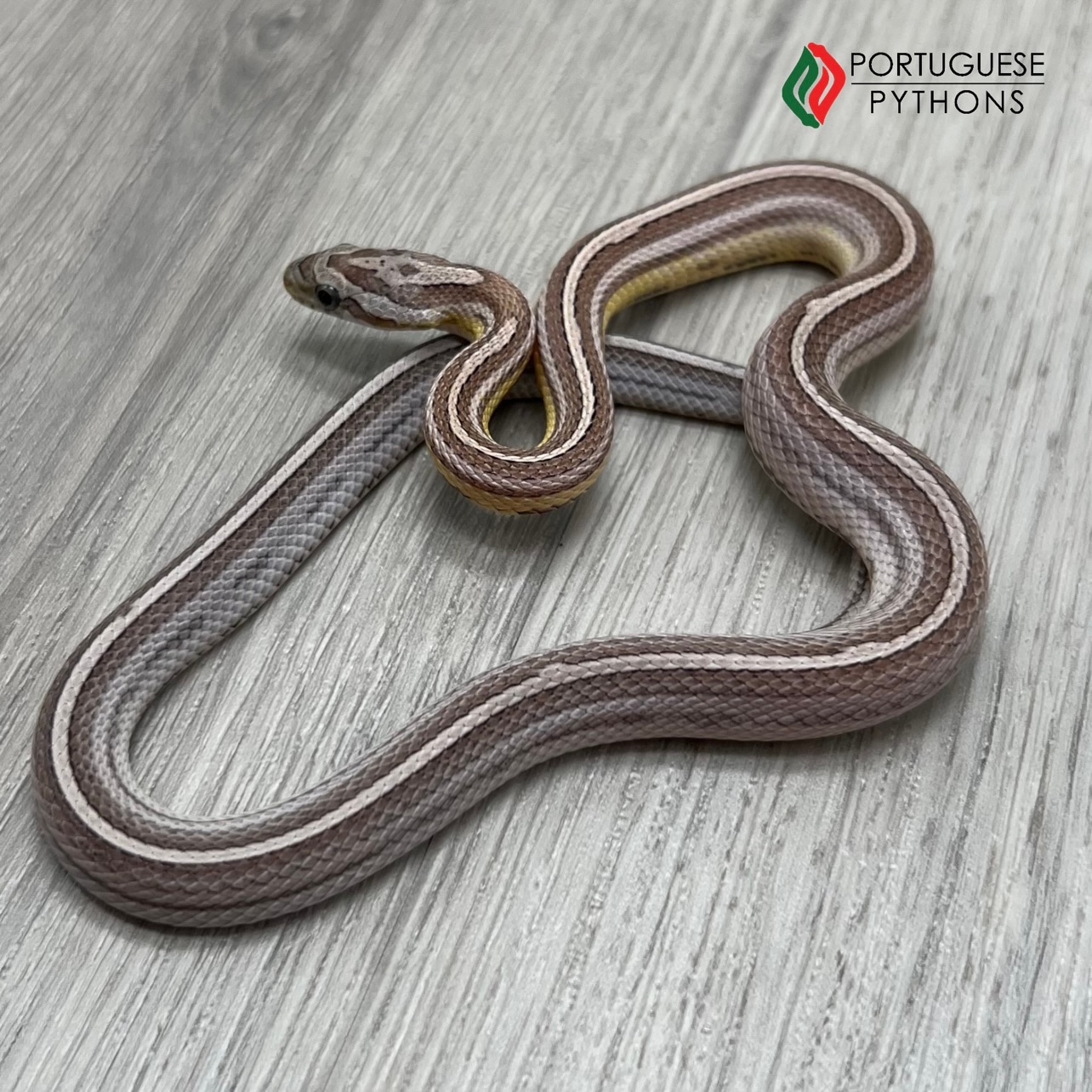 Anery Pinstripe Motley Corn Snake by Portuguese Pythons - MorphMarket