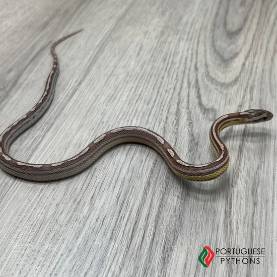 Anery Pinstripe Motley Corn Snake by Portuguese Pythons