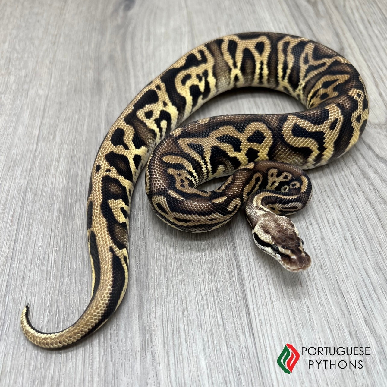 Pastel Leopard Het Clown Ball Python by Portuguese Pythons - MorphMarket