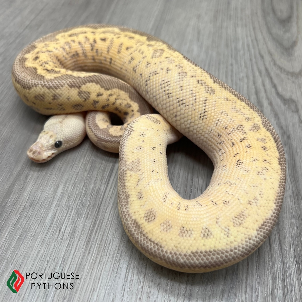 Superfly Leopard Clown **FREE SHIPPING** Ball Python by Portuguese ...