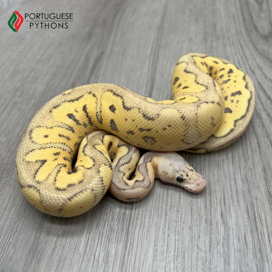 Superfly Clown Pos Leopard **FREE SHIPPING** Ball Python by Portuguese ...