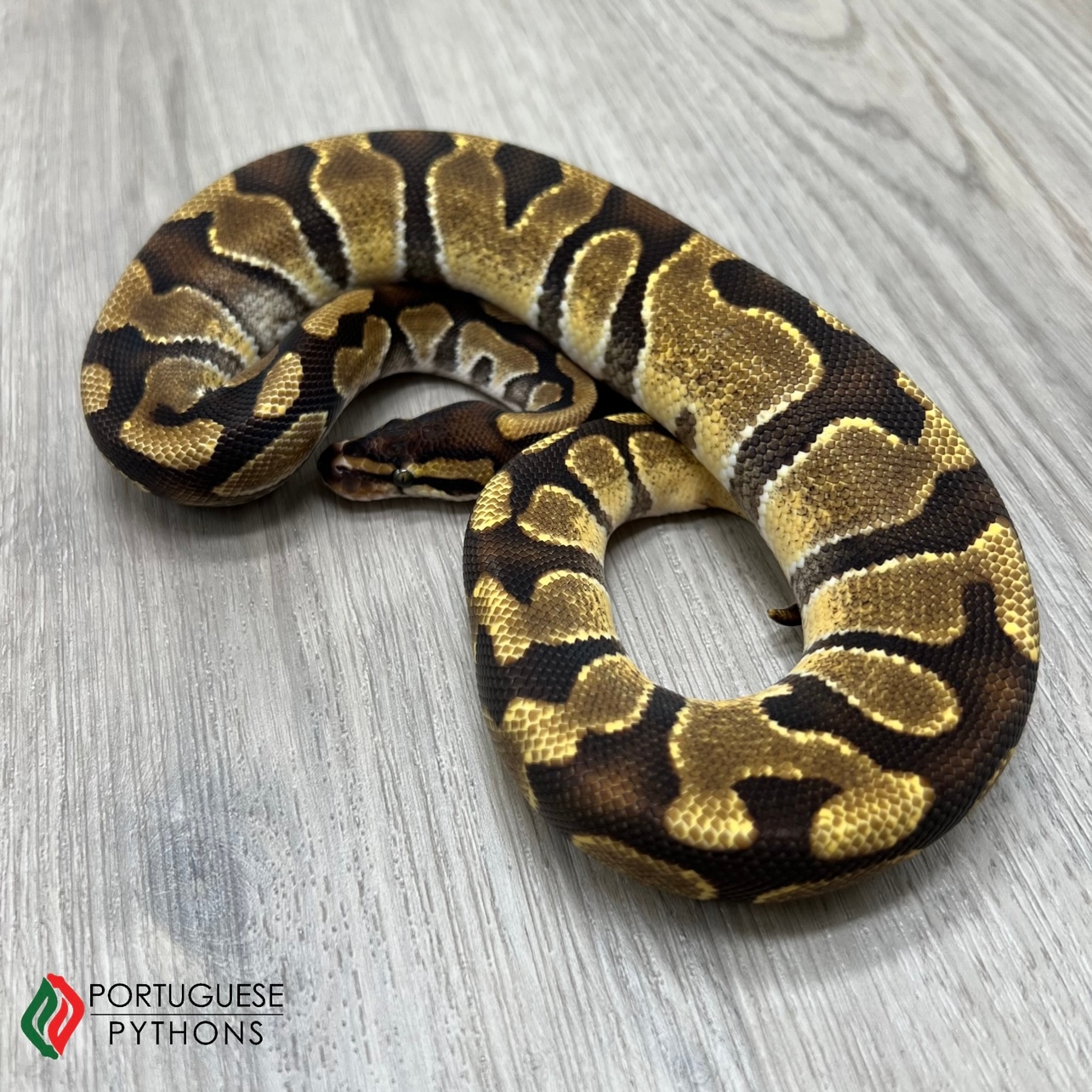Enchi Orange Dream Ball Python by Portuguese Pythons - MorphMarket