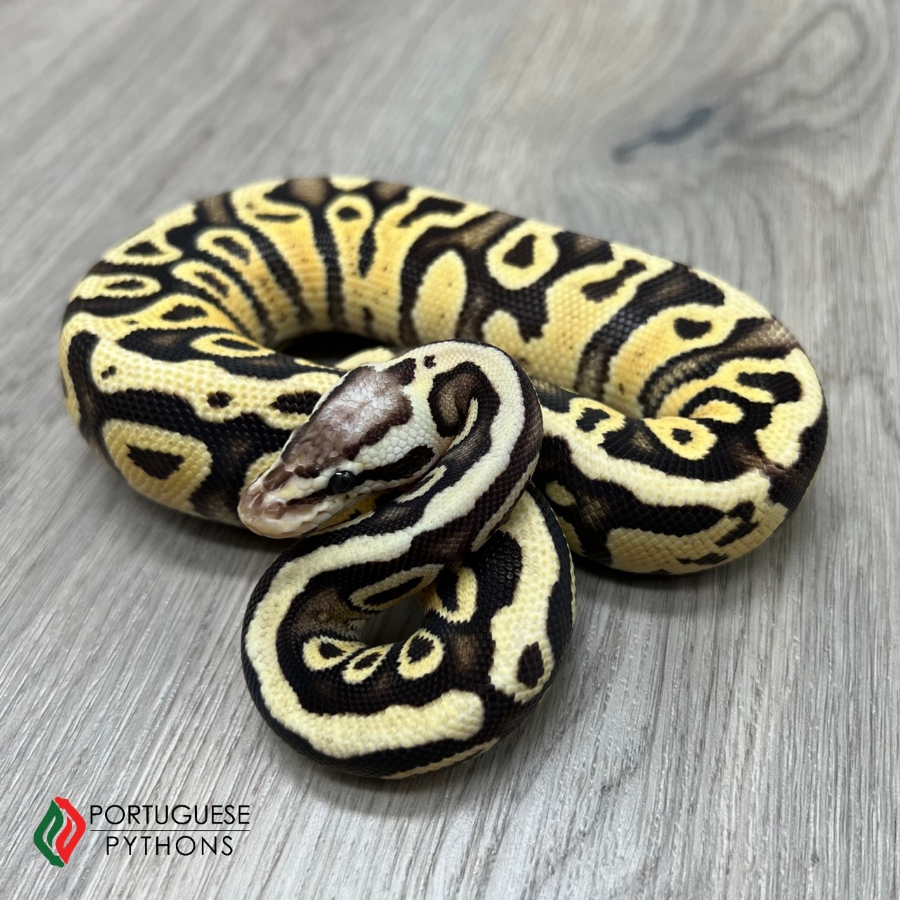 Firefly DH Ultramel Clown Ball Python by Portuguese Pythons - MorphMarket