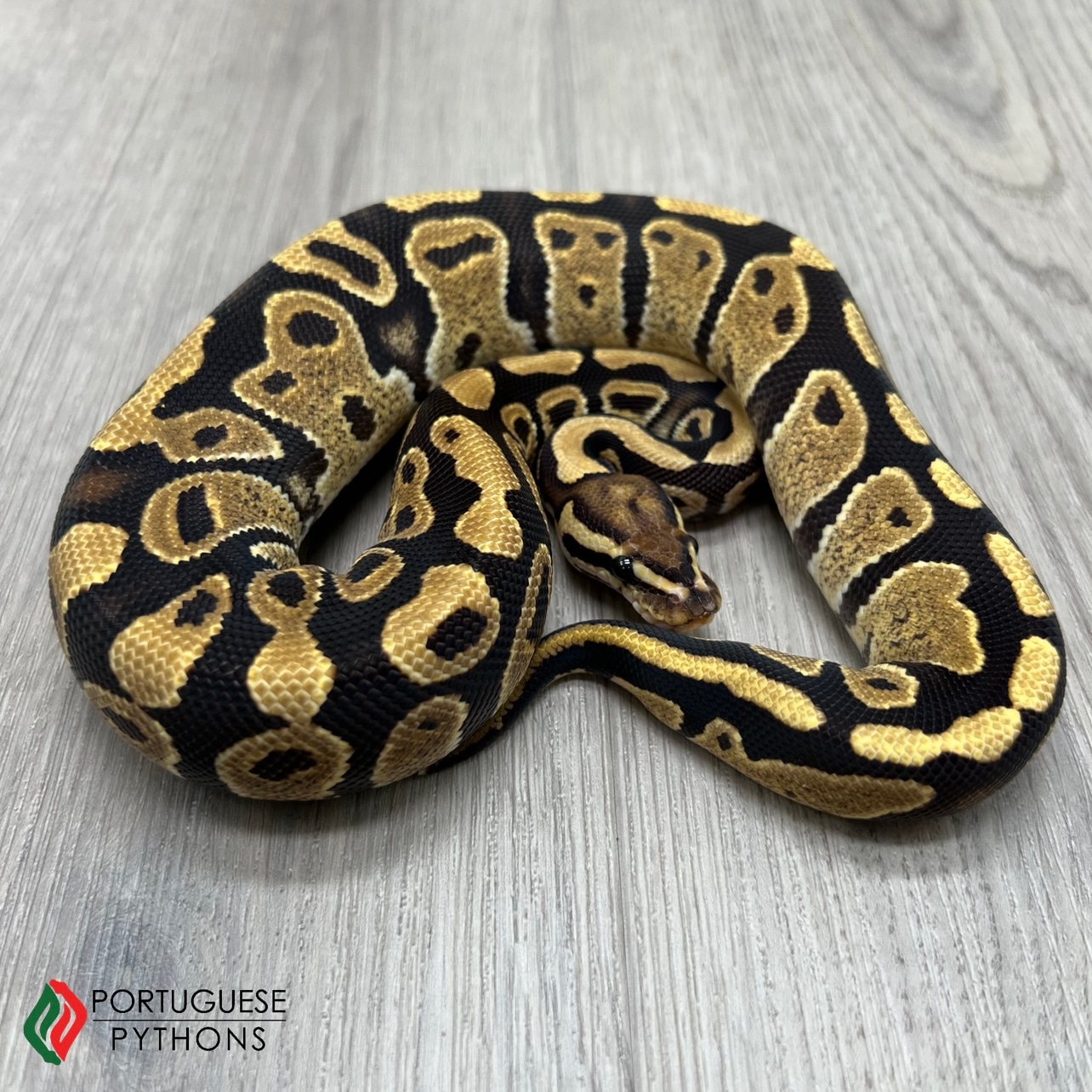 Fire DH Ultramel Clown Ball Python by Portuguese Pythons - MorphMarket