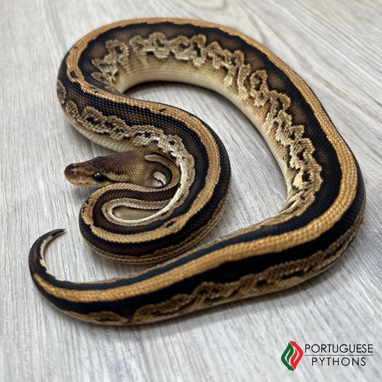 Bongo Red Stripe Pos Yellow Belly Ball Python by Portuguese Pythons