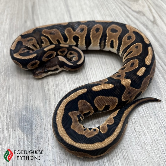 Cinnamon Leopard Ball Python by Portuguese Pythons