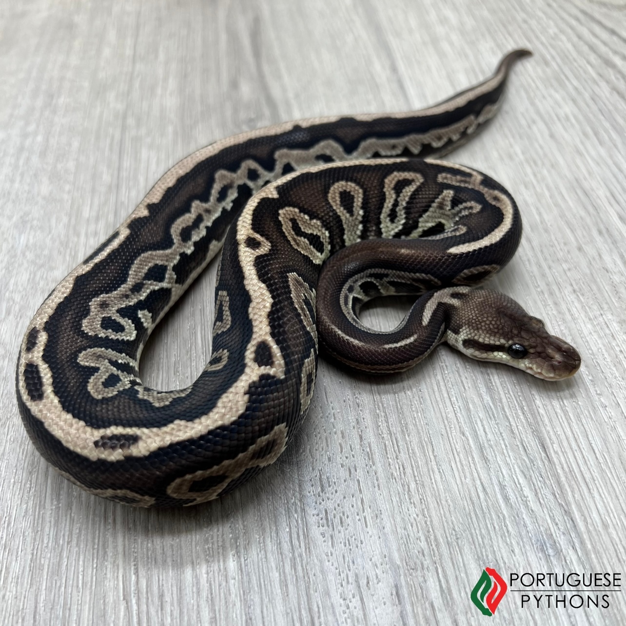 Cinnamon HRA Leopard Ball Python by Portuguese Pythons - MorphMarket