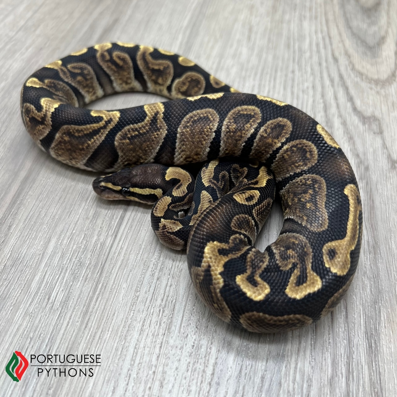 GHI Pos Het Hypo Ball Python by Portuguese Pythons - MorphMarket