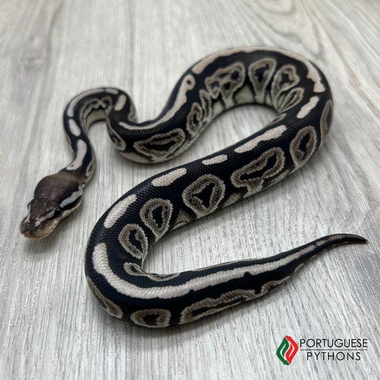 Black Pastel VPI Axanthic Ball Python by Portuguese Pythons