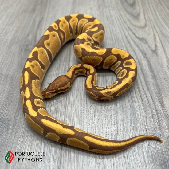 Ultramel Het Pied **FREE SHIPPING** Ball Python by Portuguese Pythons