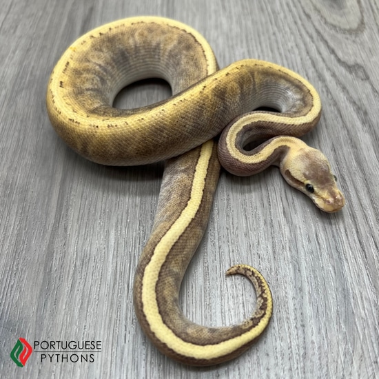 Pastel GHI Mojave Pinstripe Ball Python by Portuguese Pythons