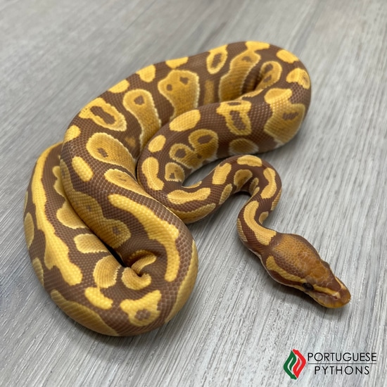 Ultramel Het Pied **FREE SHIPPING** Ball Python by Portuguese Pythons