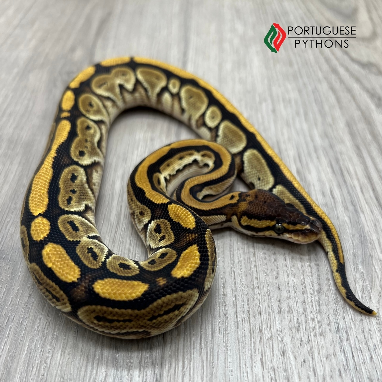 Bongo Yellowbelly Ball Python by Portuguese Pythons - MorphMarket