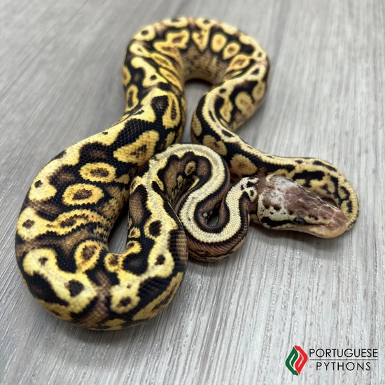 Pastel Spotnose Yellowbelly Calico Ball Python by Portuguese Pythons