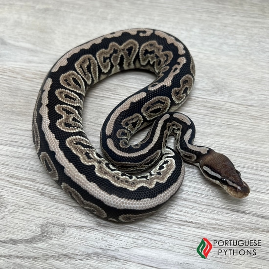 Black Pastel VPI Axanthic Ball Python by Portuguese Pythons