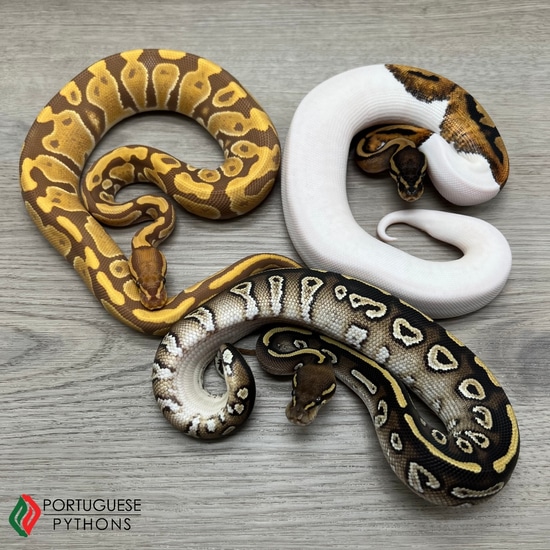 Ultramel Pied Trio **FREE SHIPPING** Ball Python by Portuguese Pythons