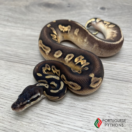 Pastel Black Head Calico Yellowbelly Pos Het Hypo Ball Python by ...