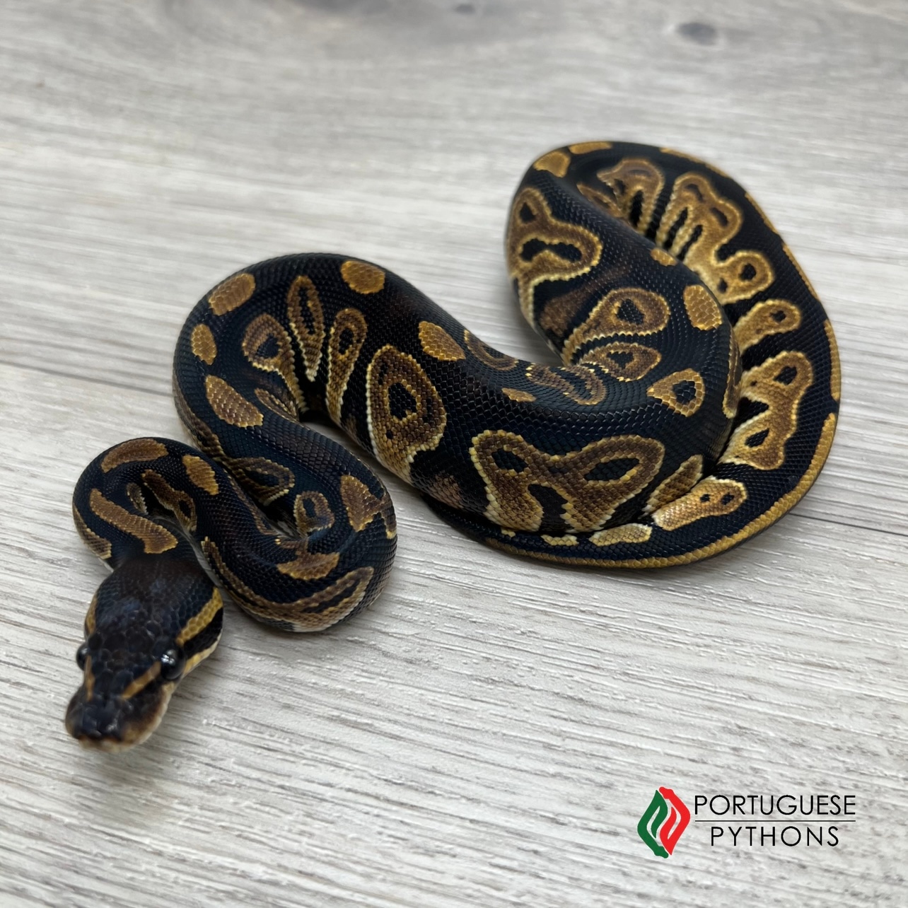 Black Head Yellowbelly Pos Het Hypo Ball Python by Portuguese Pythons ...