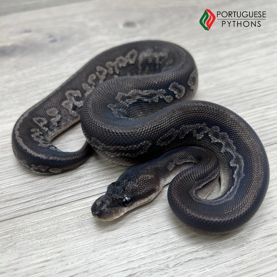 Black Head Leopard Cinnamon HRA Ball Python by Portuguese Pythons