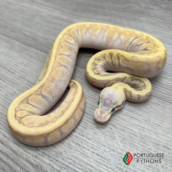 Super Pastel Enchi Pinstripe GHI Mojave Het DG Ball Python by ...