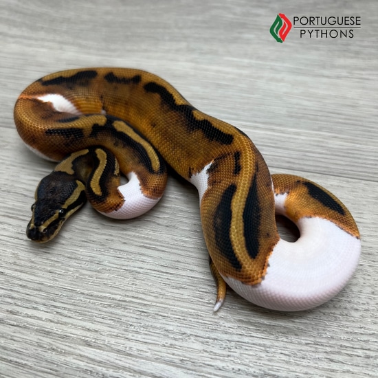 Pied Het Lavender Ball Python by Portuguese Pythons