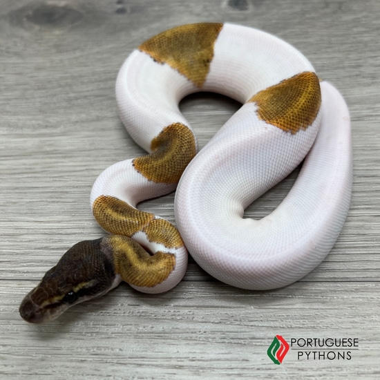 Mojave Pied Het Lavender Ball Python by Portuguese Pythons