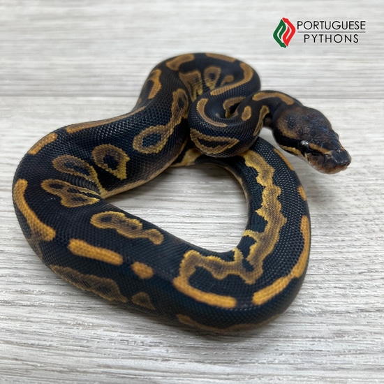 Black Head Leopard DH Lavender Pied Pos Yellowbelly Ball Python by Portuguese Pythons