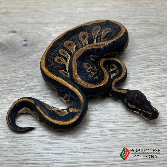 Black Head Leopard DH Lavender Pied Ball Python by Portuguese Pythons