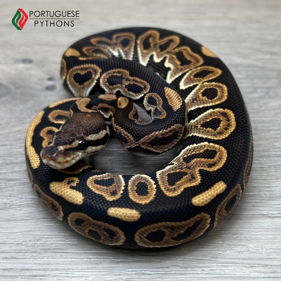 Black Pastel DH Ultramel Clown Ball Python by Portuguese Pythons