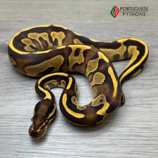 Black Head Enchi Leopard H. Ultramel Ball Python by Portuguese Pythons