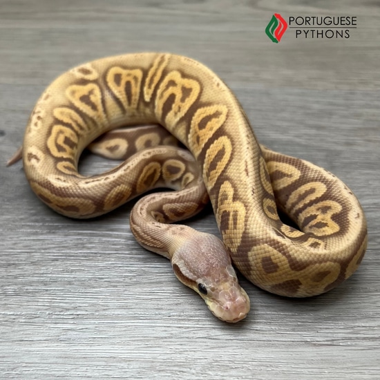 Black Pewter Ultramel Ball Python by Portuguese Pythons