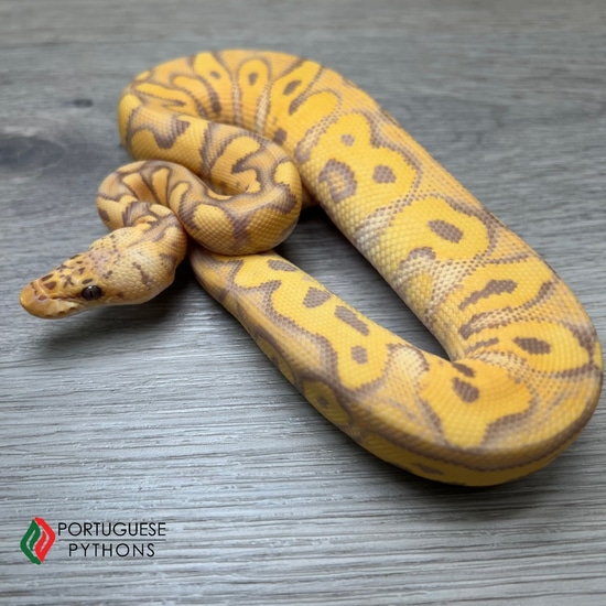 Pastel Ultramel Clown Ball Python by Portuguese Pythons