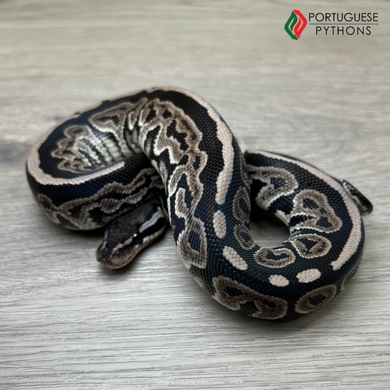 Black Pastel VPI Axanthic Ball Python by Portuguese Pythons