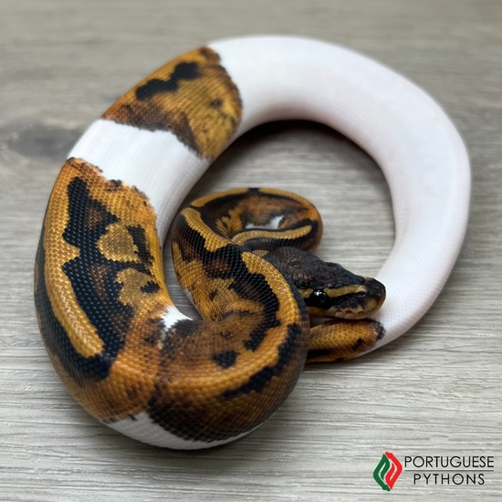 Pied Het Ultramel Ball Python by Portuguese Pythons