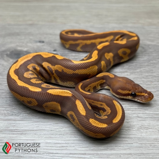 Black Head Leopard Ultramel Ball Python by Portuguese Pythons