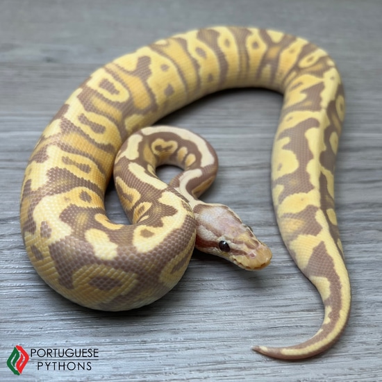 Firefly Ultramel Het Clown Ball Python by Portuguese Pythons