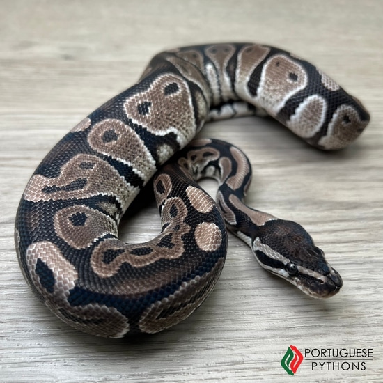 VPI Axanthic Ball Python by Portuguese Pythons