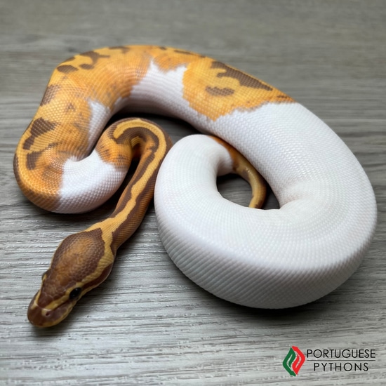Ultramel Pied Ball Python by Portuguese Pythons