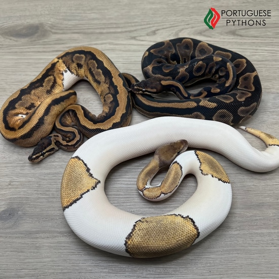 No Reserve 0.3 Dreamsicle Project! Ball Python by Portuguese Pythons