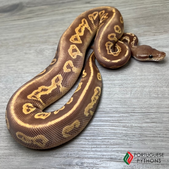 Super Black Head Ultramel Ball Python by Portuguese Pythons