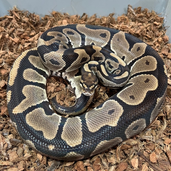 Leopard Het Ultramel - NO RESERVE Ball Python by Portuguese Pythons