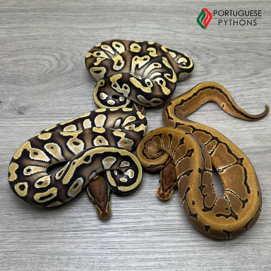 NO RESERVE Group Auction Ball Python by Portuguese Pythons