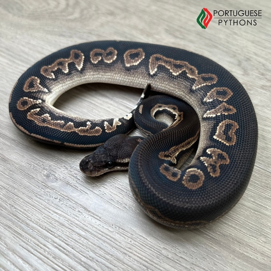 Black Head Leopard Cinnamon H. Ultramel Ball Python by Portuguese Pythons