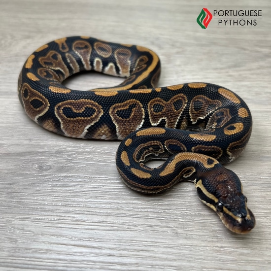 NO RESERVE HRA Het Ultramel Ball Python by Portuguese Pythons