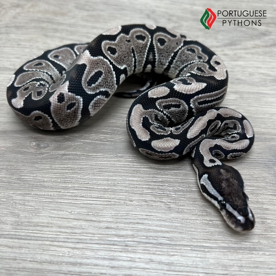 VPI Axanthic Het Hypo Ball Python by Portuguese Pythons