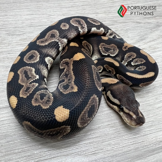 Black Pastel Chocolate TH Hypo DG VPI Ball Python by Portuguese Pythons