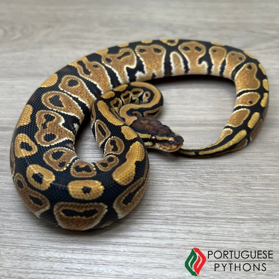 Normal DH Ultramel Clown Ball Python by Portuguese Pythons