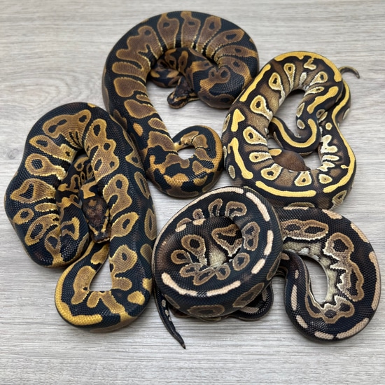NO RESERVE 4.0 Wholesale Het/ph Ultramel Group Ball Python by ...