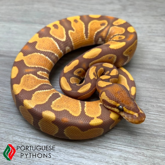 Ultramel Ball Python by Portuguese Pythons