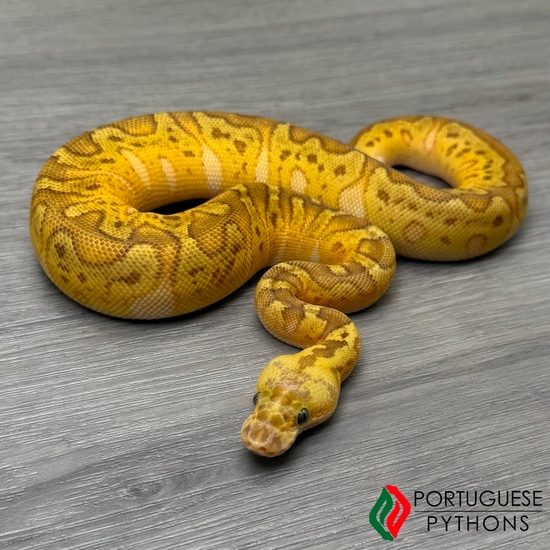 Pastel Sunset Clown H Hypo Ball Python by Portuguese Pythons